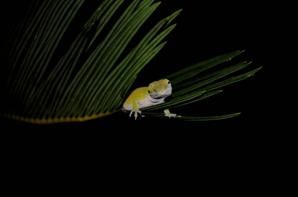 Experiencias & Tours en el Caribe Sur - Kenaki Lodge